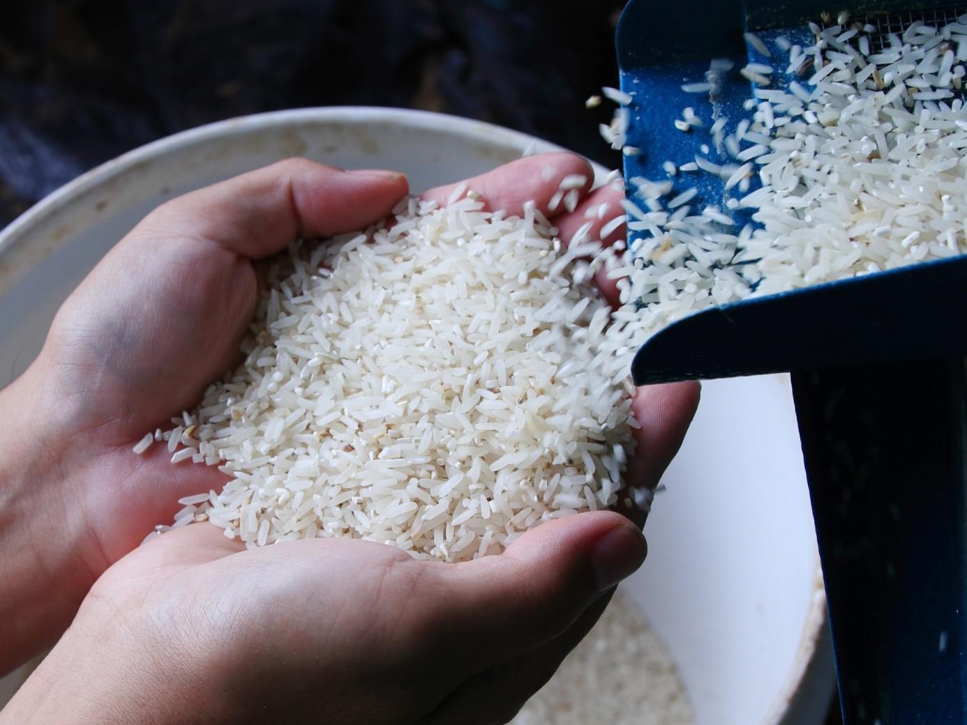 Top 10 rice-producing countries: India at No. 1