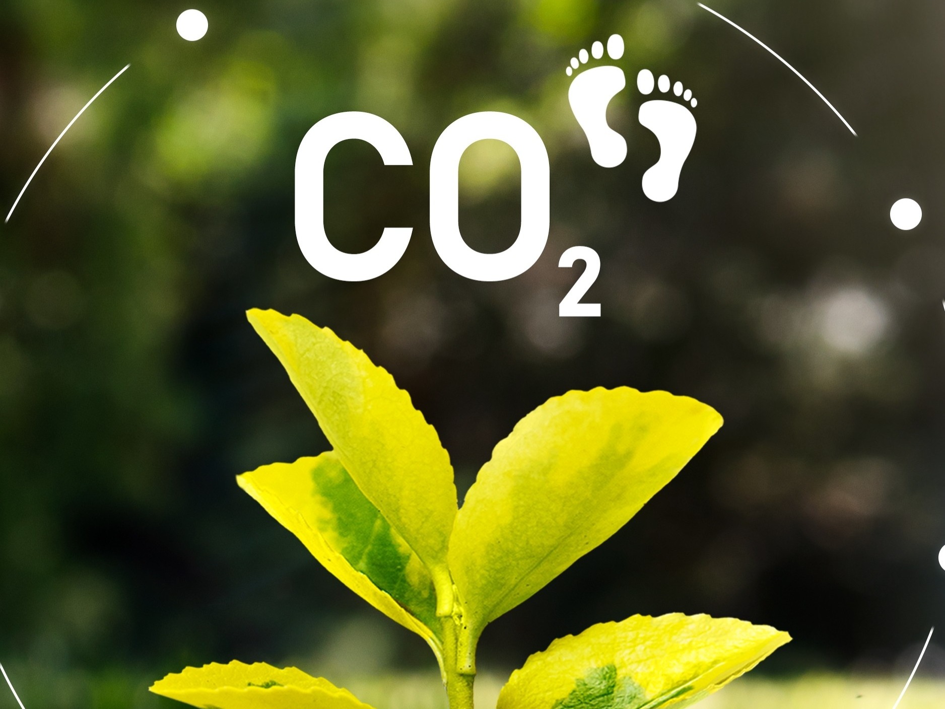 6 ways to reduce your carbon footprint in daily life